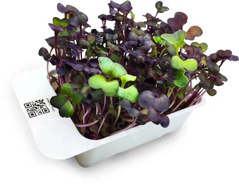 LeafLearn Cápsulas - Microgreens rábano rojo MLL0005 | Sanitino.es